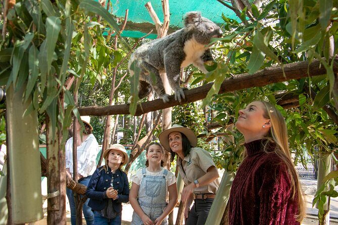 Currumbin Wildlife Sanctuary General Entry Ticket - Is It Worth the Price?
