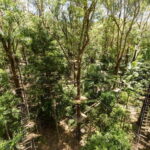Currumbin Wildlife Sanctuary & TreeTop Challenge Combo - Value for Money
