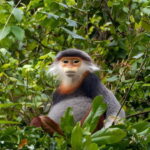 Da Nang: Wildlife watching, Douc Langurs watching, education - An In-Depth Look at the Da Nang Wildlife Tour