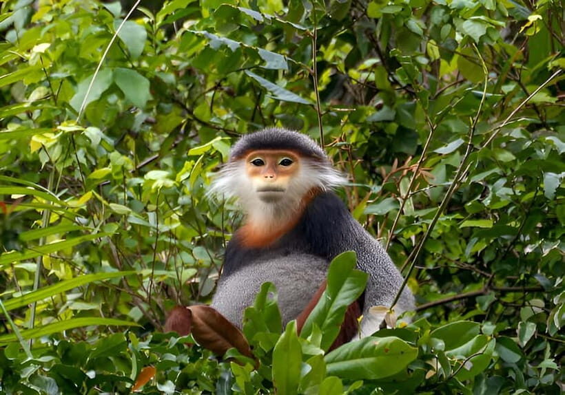 Da Nang: Wildlife watching, Douc Langurs watching, education - An In-Depth Look at the Da Nang Wildlife Tour