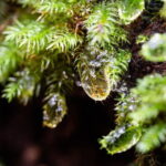 Daintree Ancient Giants Easy Rainforest Hike, Beach, Swim & Lunch - Reviews in Their Own Words