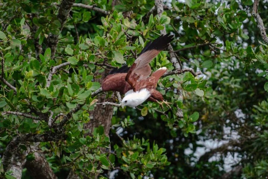 Daintree: Guided Daintree River Wildlife Cruise - Practical Considerations