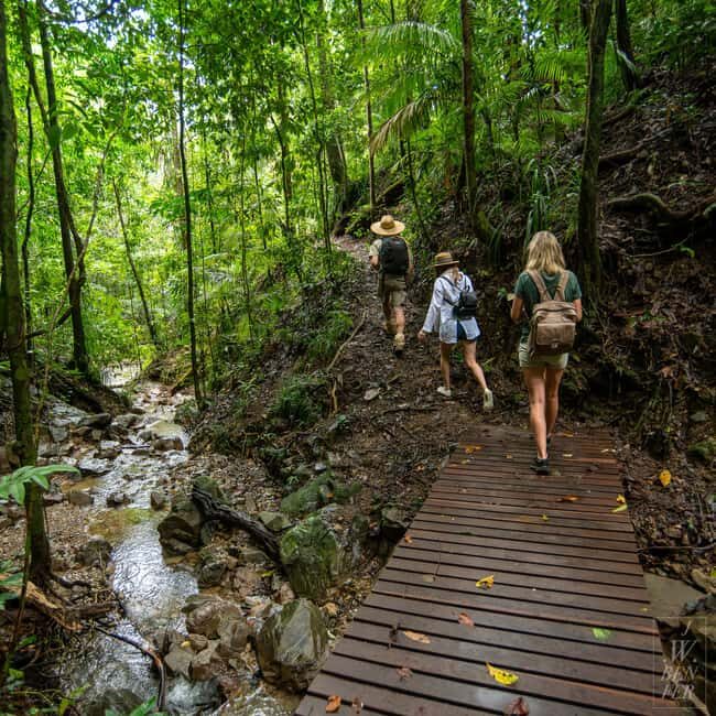 Daintree Rainforest: Magic Waterfall Walk with Lunch & Swim - Considerations and Practical Tips