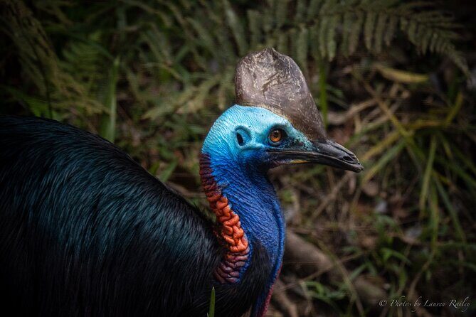 Daintree Rainforest, Mossman Gorge Small-Group from Port Douglas - What Do Guests Say?