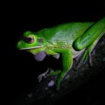 Daintree Rainforest Night Walk in Cape Tribulation - What Will You See and Learn?