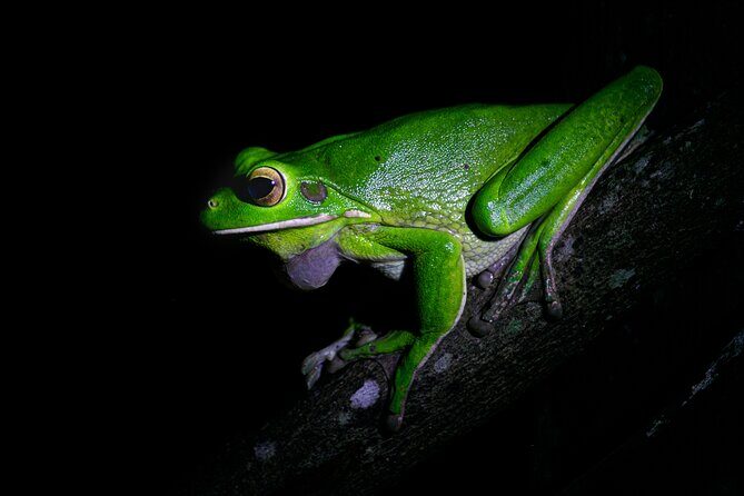 Daintree Rainforest Night Walk in Cape Tribulation - What Will You See and Learn?