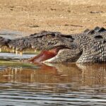 Daintree River Cruise - Who Will Love This Tour?