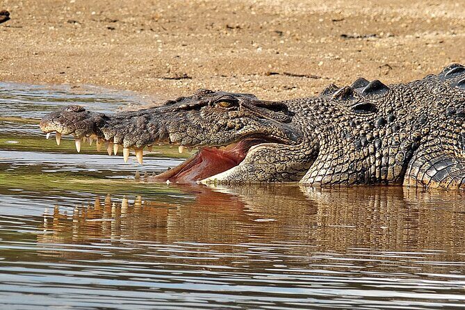 Daintree River Cruise - Who Will Love This Tour?
