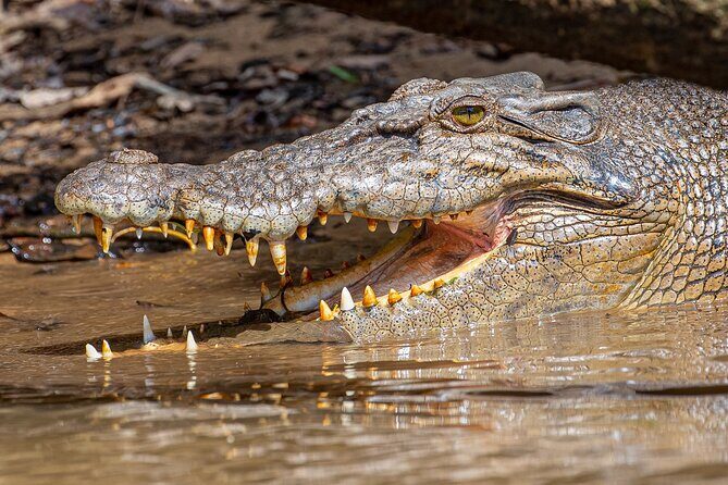 Daintree River 'Dawn' Cruise with the Daintree Boatman - Who Will Love This Tour?