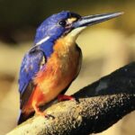 Daintree: River Rainforest Crocodile & Wildlife Cruise (DV) - Practical Details and Value
