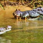 Daintree River Rainforest: Crocodile & Wildlife Cruises (DG) - Wildlife & Scenery: The Heart of the Tour