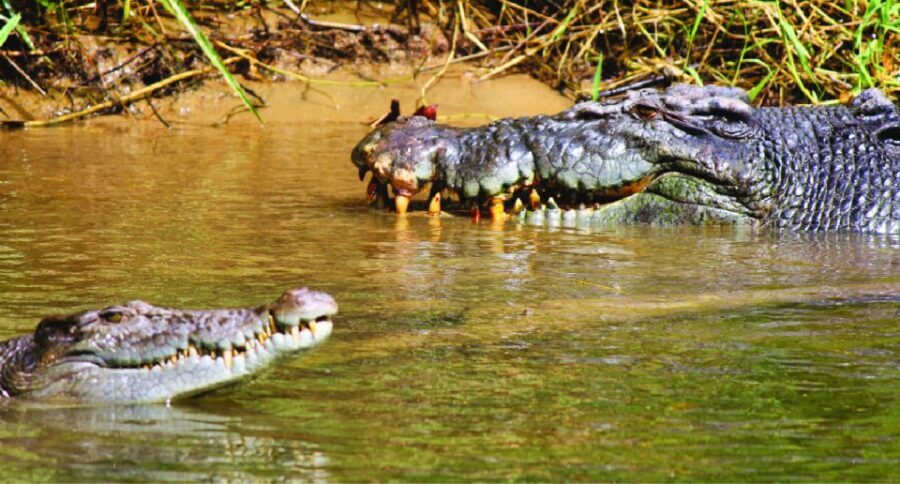 Daintree River Rainforest: Crocodile & Wildlife Cruises (DG) - Wildlife & Scenery: The Heart of the Tour