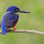 Daintree River 'Sunset' Cruise with the Daintree Boatman - The Sunset Experience: Atmosphere and Photography