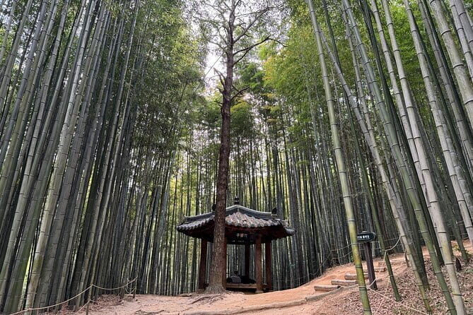 Damyang Bamboo Forest Tour (Private) - Exploring the Itinerary in Depth