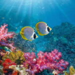 Danang/ Hoi An: Cham Island Snorkeling Tour - Real Experiences from Travelers