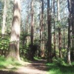 Dandenong Ranges Private Day Tour - Alfred Nicholas Memorial Gardens: Japanese-Inspired Tranquility