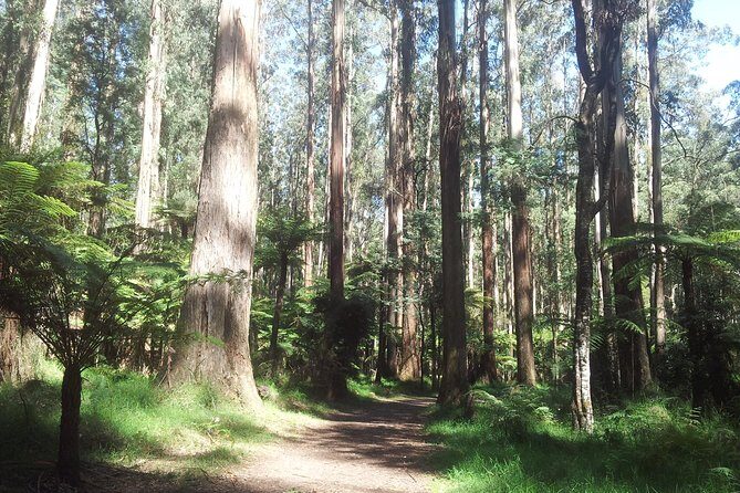 Dandenong Ranges Private Day Tour - Alfred Nicholas Memorial Gardens: Japanese-Inspired Tranquility