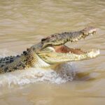 Darwin: Adelaide River Cruises, Jumping Crocodile Experience - Analyzing the Experience: What You Can Expect