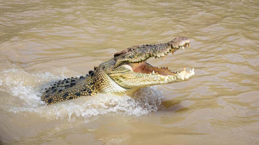 Darwin: Adelaide River Cruises, Jumping Crocodile Experience - Analyzing the Experience: What You Can Expect