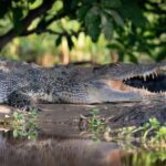 Darwin: Kakadu National Park, Yellow Water River Cruise - How Does the Pricing Reflect Value?