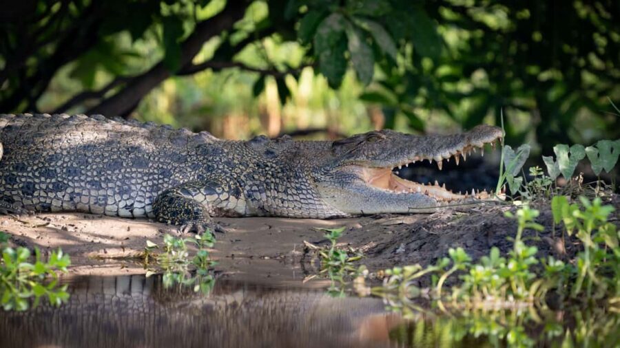 Darwin: Kakadu National Park, Yellow Water River Cruise - How Does the Pricing Reflect Value?