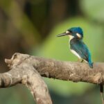 Darwin: Mary River Wetlands Wildlife Cruise with Lunch - Who Will Love This Tour?