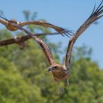 Darwin: Spectacular Jumping Crocodile Adelaide River Cruise - Itinerary Breakdown
