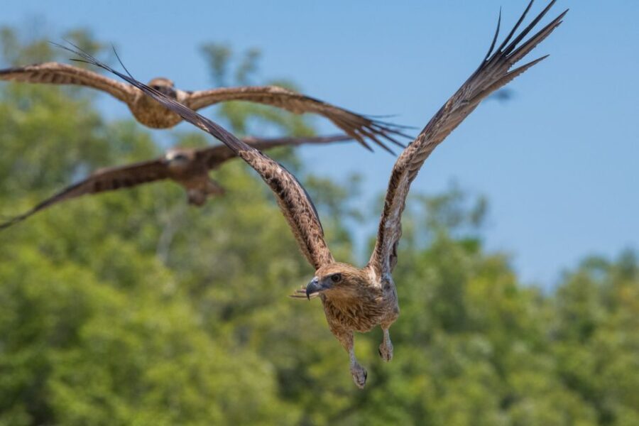 Darwin: Spectacular Jumping Crocodile Adelaide River Cruise - Itinerary Breakdown