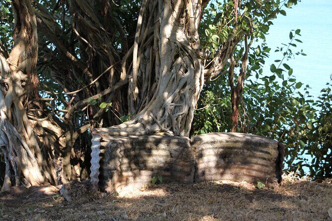 Darwin Walking Tour: World War II Reflections - Who Will Enjoy This Tour Most?