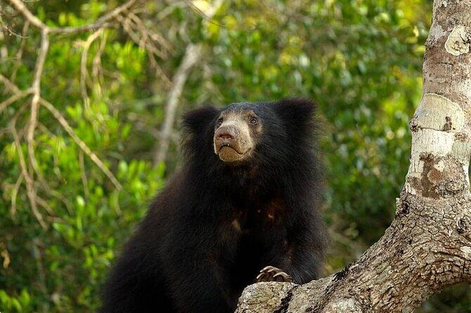 Day Excursion to Yala National Park From Colombo - The Value and Practicalities