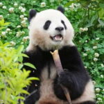 Day Tour of Chengdu & Panda Research Base - Pricing and Value