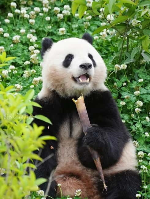 Day Tour of Chengdu & Panda Research Base - Pricing and Value