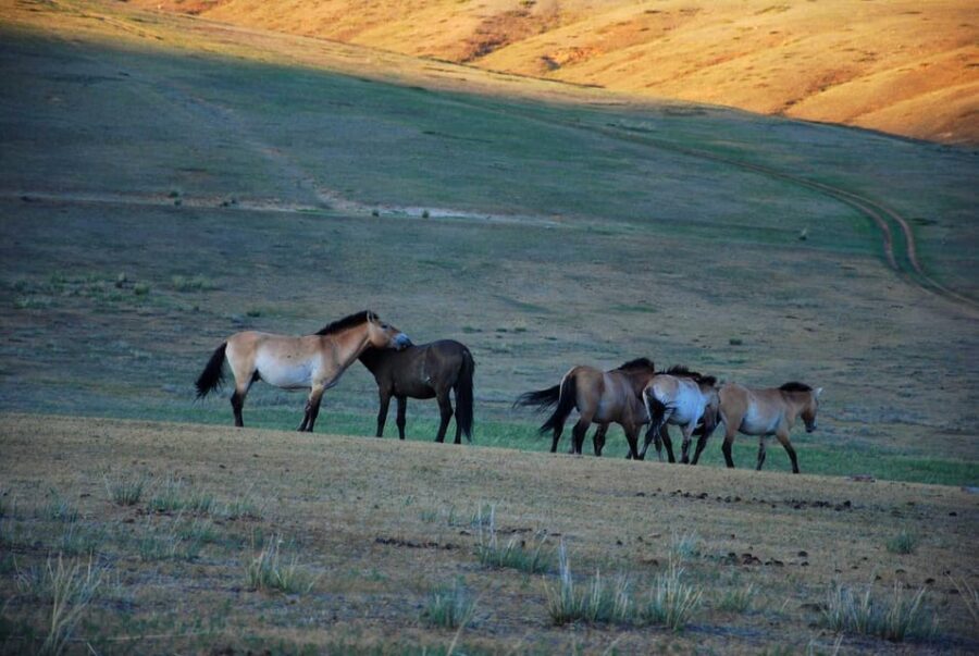 Day tour to Hustai national park - What the Itinerary Looks Like