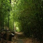 Day Tour to Paronella Park, Lake Barrine and Millaa Millaa Falls - Who Will Love This Tour?