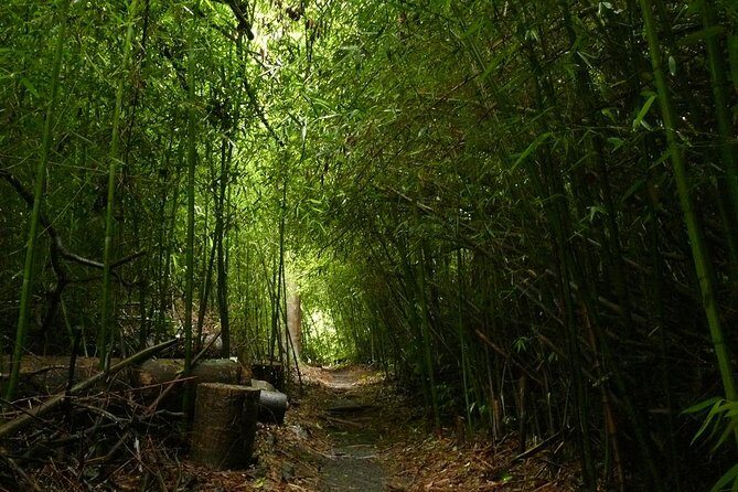 Day Tour to Paronella Park, Lake Barrine and Millaa Millaa Falls - Who Will Love This Tour?