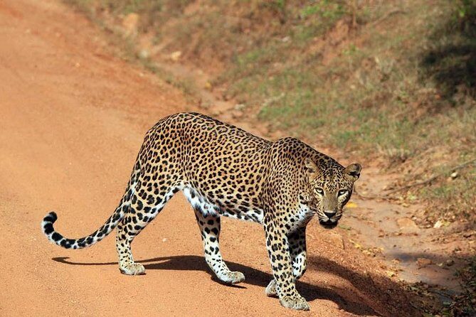 Day Tour to Wilpattu National Park From Negombo - Who Is This Tour Best For?