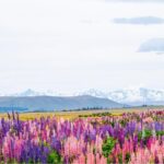 Day Tours from Mount Cook - Authentic Insights from Travelers