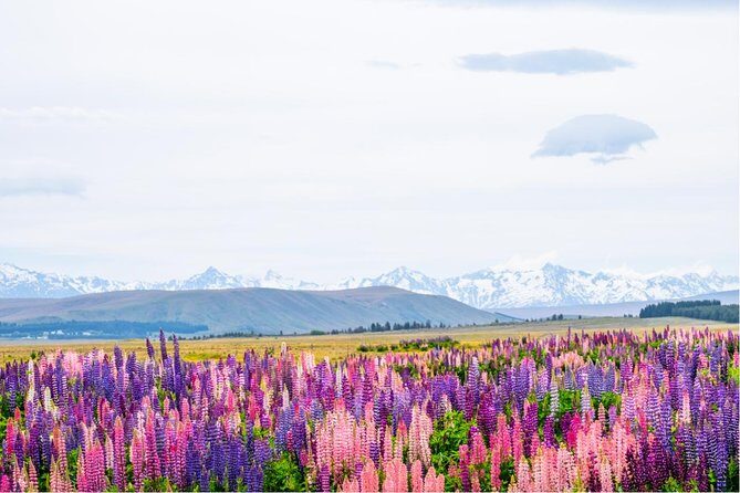 Day Tours from Mount Cook - Authentic Insights from Travelers