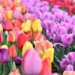 Day Trip Ashikaga Flower Park by Private Car from Tokyo - Value and Practicality