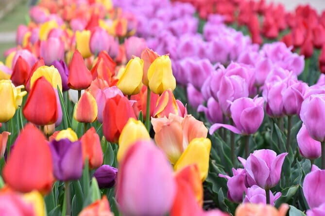 Day Trip Ashikaga Flower Park by Private Car from Tokyo - Value and Practicality