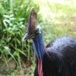 Day Trip: Rainforest & Aboriginal Culture Tour - An Honest Look at the Experience