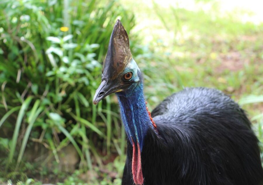 Day Trip: Rainforest & Aboriginal Culture Tour - An Honest Look at the Experience