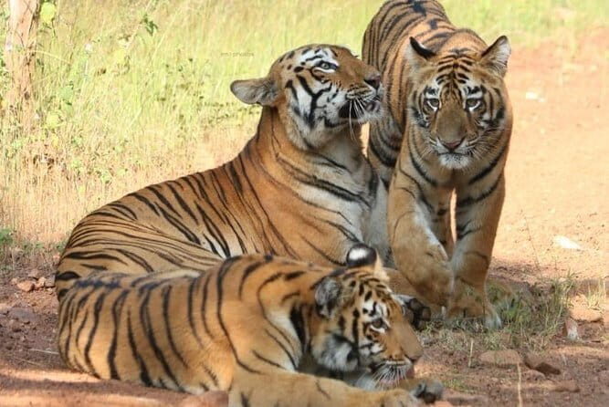 Delhi Agra Jaipur 5 Days Golden Triangle Tour With Ranthambore - Who Is This Tour Best For?