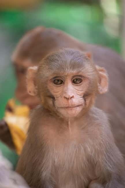 Delhi: Monkey Safari guided walking tour - Why This Tour Is Worth Considering