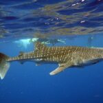 Deluxe Mega Fauna Humpback or Whaleshark Swim Ningaloo Reef - Wildlife Encounters: What You Might See