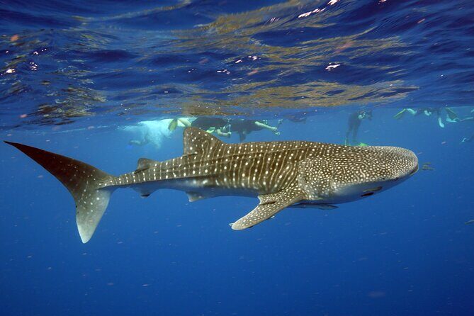 Deluxe Mega Fauna Humpback or Whaleshark Swim Ningaloo Reef - Wildlife Encounters: What You Might See