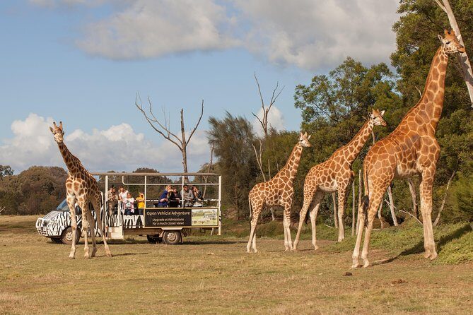Deluxe Safari Adventure at Werribee Open Range Zoo - excl. entry - Who is This Experience Best Suited For?