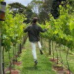Deluxe Winery Tour to Tamborine Mountain (Mon-Tues) - Price and Value Analysis