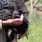 Devils at Cradle: Day Keeper Tour and Entry to Wildlife Park - An In-Depth Look at the Devils at Cradle Experience
