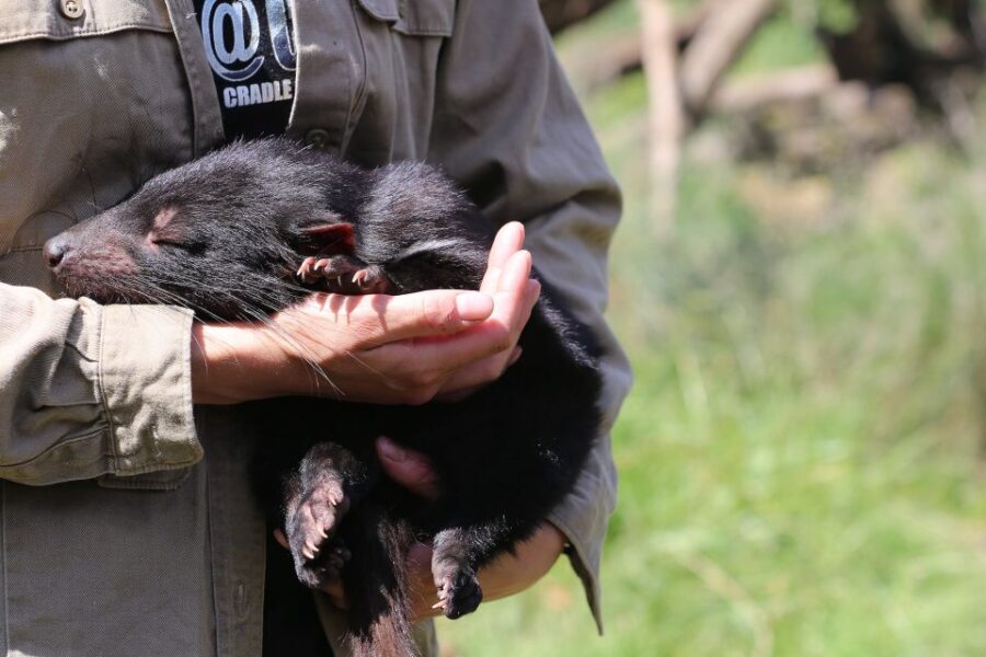 Devils at Cradle: Day Keeper Tour and Entry to Wildlife Park - An In-Depth Look at the Devils at Cradle Experience
